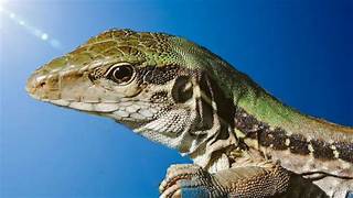 VAMOS CONHECER A DEFINIÇÃO BIOLÓGICA DE UM CALANGO,UM NOME POPULAR EM ...